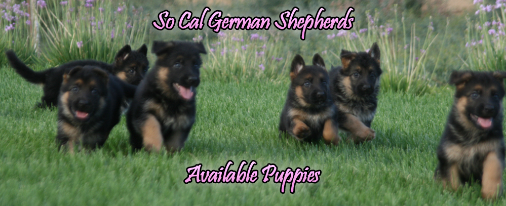 So Cal German Shepherds - Available Puppies